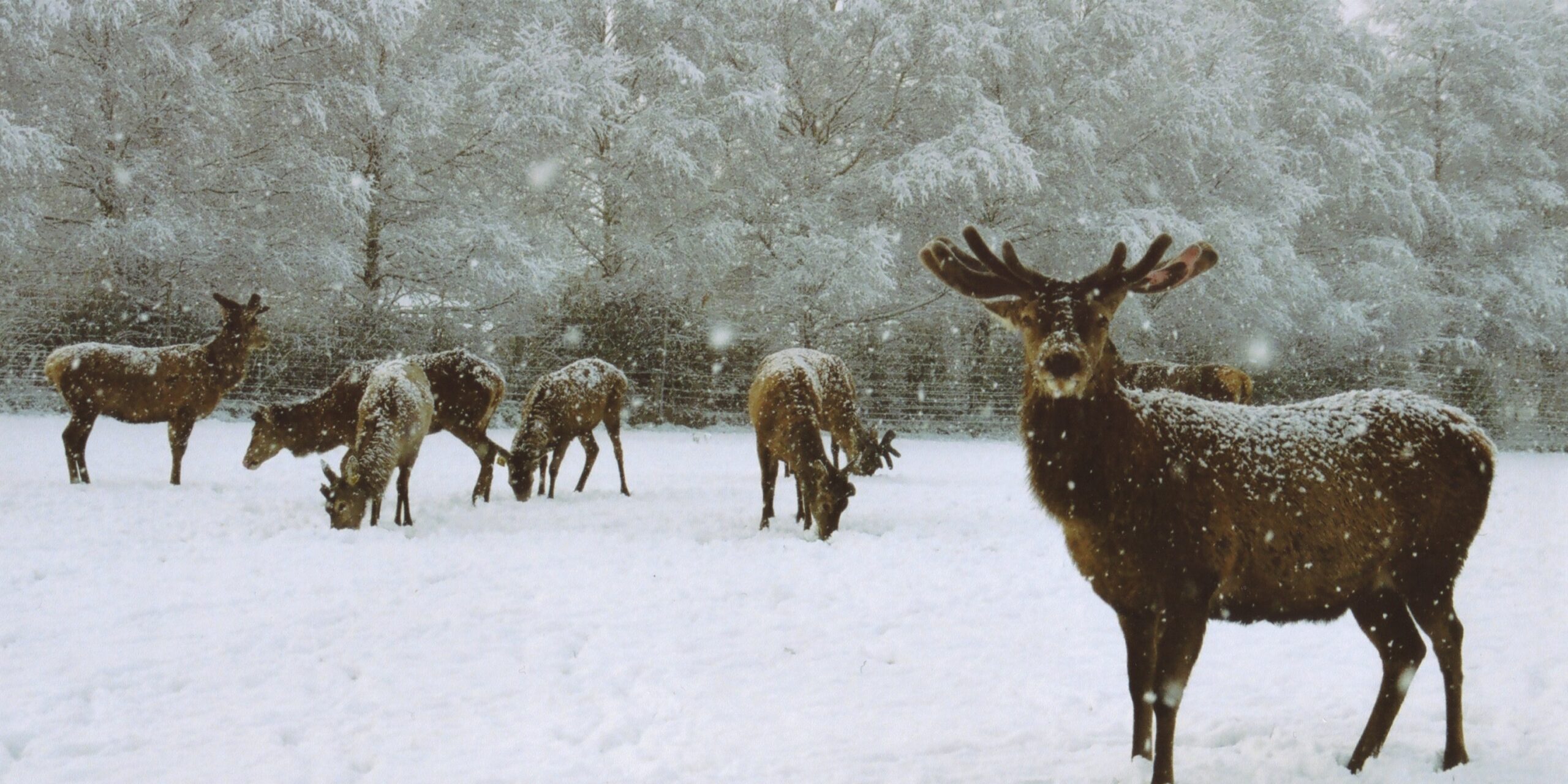 About Us – New Zealand Deer Velvet Products